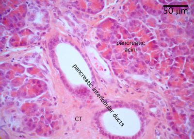 Pancreatic Duct Histology