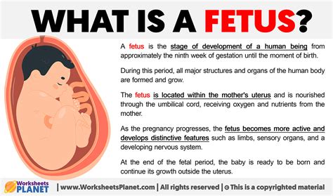 Fetal Anatomy Means Imaging Fetal Anatomy Sciencedirect