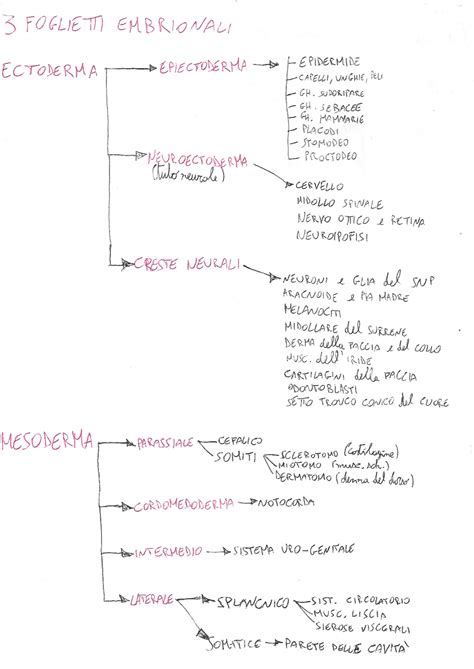 Schemi Foglietti Embrionali Schemi E Mappe Concettuali Di Embriologia