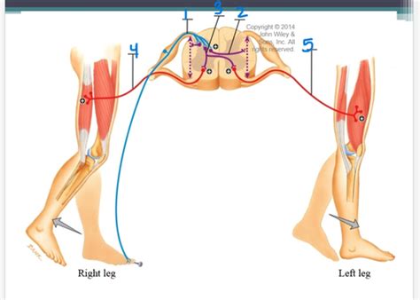 Figure 193 Flexor And Crossed Extensor Reflex Arc Flashcards Quizlet