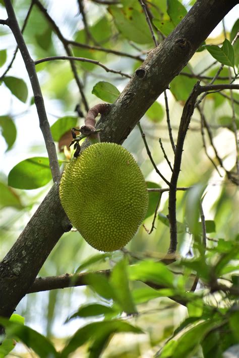 Unveiling The Nutritional Treasure: Jackfruit And Its Health Benefits ...