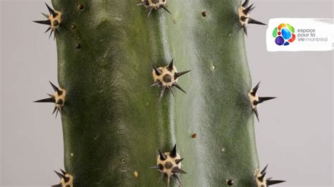 The Convergent Evolution Of Cacti And Euphorbia Youtube