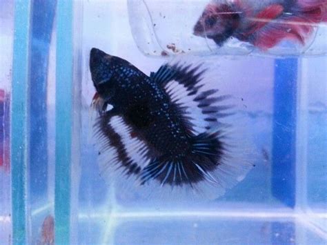 Black And White Betta Fish
