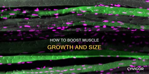 How To Boost Muscle Growth And Size Cyvigor