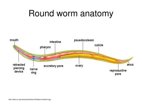 Morphology Of Roundworm With Diagram