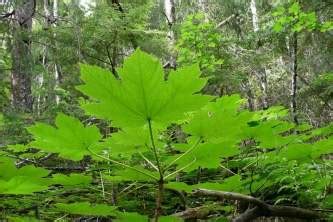 Cow Parsnip ALASKA ORG