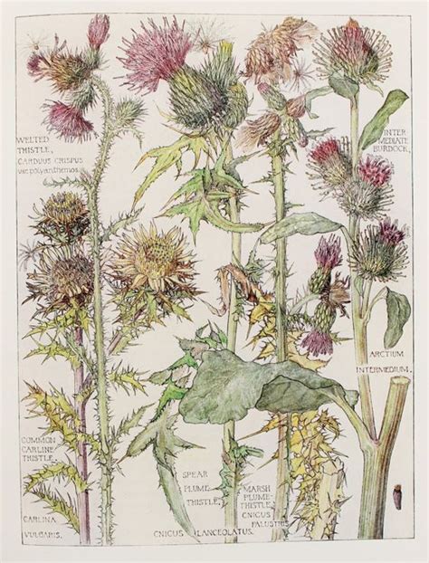 Thistle Botanical 1910 Botanical Illustration Botanical Prints