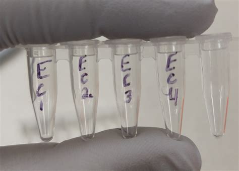 Sanger Sequencing Sample Requirements