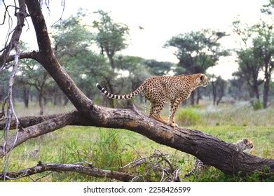 Pipi nature 174개가 넘는 로열티 프리 라이선스 대상 스톡 사진 Shutterstock