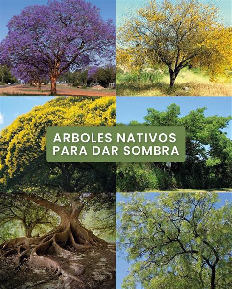 árboles