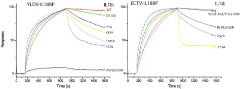 Biacore Spr Analysis Of Il18 Mutants Biotinylated Yldv Il18bp And