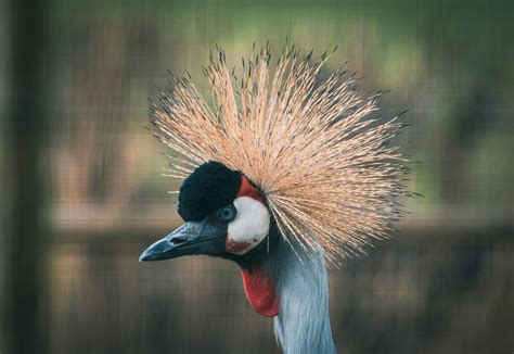 A Close Up Of A Bird With A Mohawk On Its Head Photo Free Milnthorpe