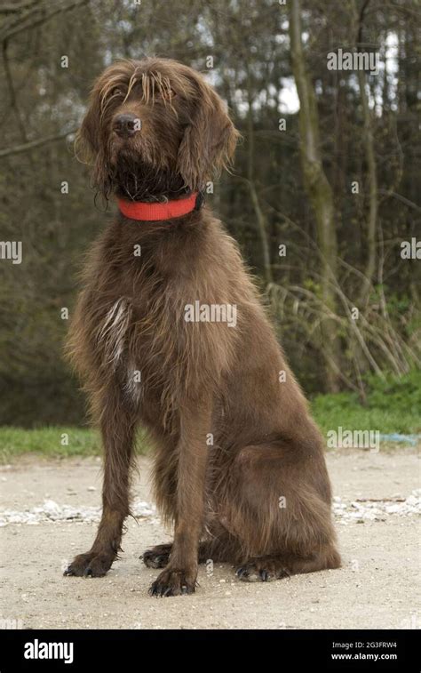 What Breed Is A Poodle Pointer