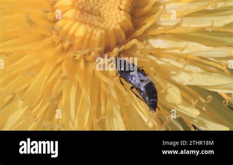 Beetle Elytra Stock Videos And Footage Hd And 4k Video Clips Alamy