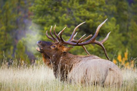 Bull Elk Posterprint Item Vardpi1786371 Posterazzi