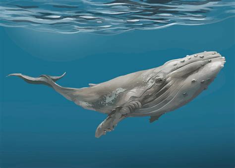 Vintage Illustration Of 1 Humpback Whale Megaptera Versabilis 2 Mi