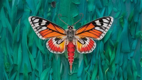 7000 Longwing Pictures