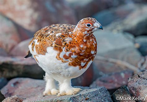 Willow Ptarmigan Winter