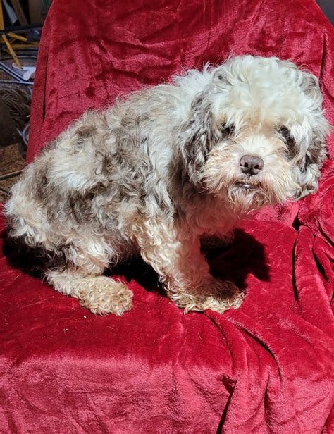 Dog For Adoption Cockapoo Reesie Available Soon A Cockapoo In