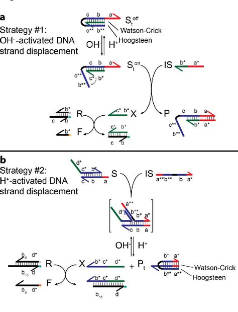 Figure 1 From Rational Design Of Ph Controlled Dna Strand Displacement