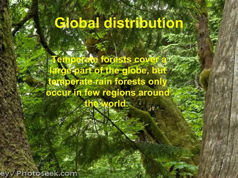 Temperate Rain Forest Pps