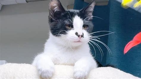 고양이 가족 모시려면 터널 놀이터는 필수다 그리고 인간의 광대짓도 Youtube