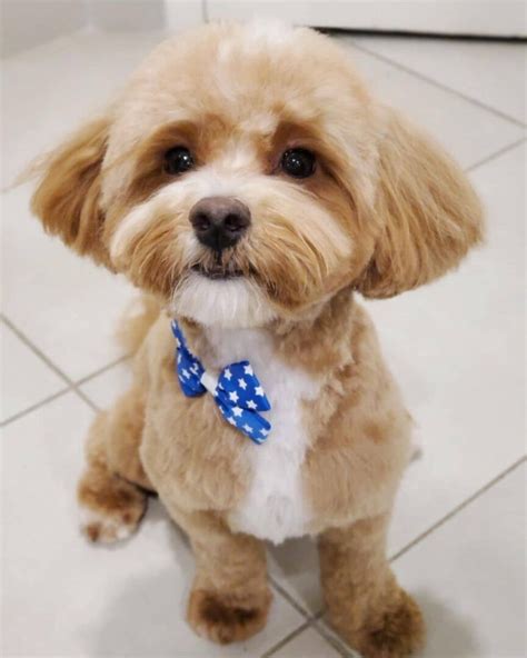 15 Adorable Maltipoo Haircuts Tips For Grooming