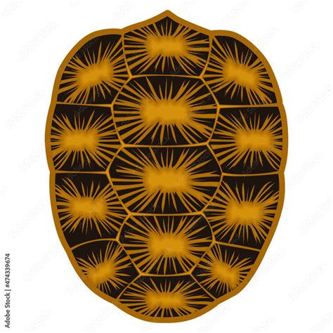Turtle And Tortoise Shell Sulcata Indian Star Aldabra Galapagos Tortoise Shell Turtle Shell