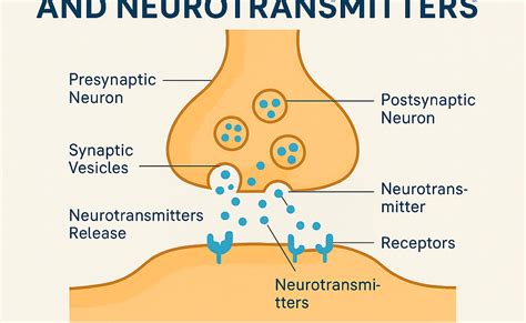 Synaptic Transmission And Neurotransmitters