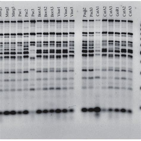 Amplification Pattern Generated By Sequence Related Amplified Download Scientific Diagram