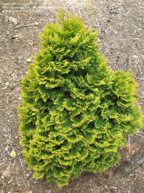 Туя Складчатая Канкан Фото И Описание – Telegraph