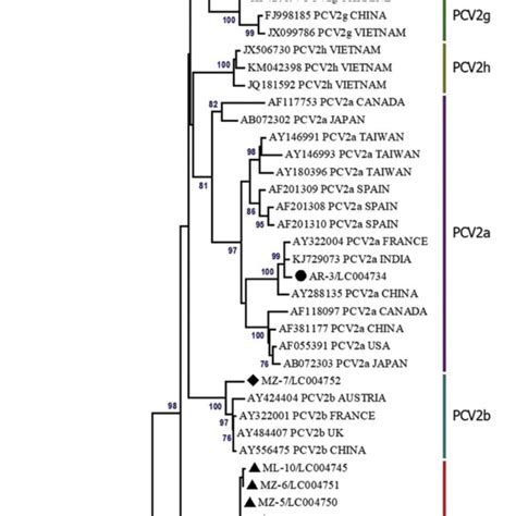 the neighbor joining phylogenetic tree was constructed in mega 6