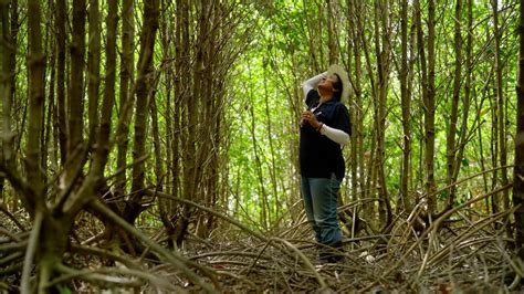 How Technology Can Scale Mangrove Restoration Projects World Economic