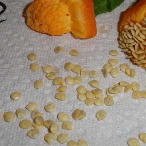 Рецепта за понижаване нивото на кръвната захар със семена от червена чушка За Жената