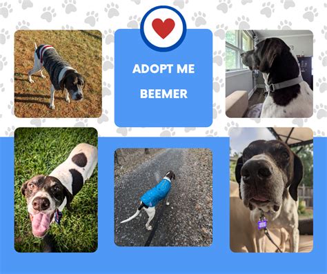 Beemer In Maryland 8 Yo Male Pointer Rescue Organization
