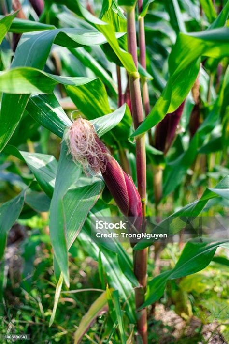Purple Corn Cobs With Silks On Long Stalk Ready To Harvest At Organic