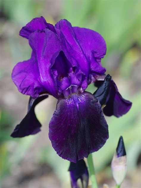 Iris Benton Judith Beth Chattos Plants And Gardens