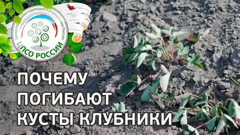 Борьба с личинкой майского жука на клубнике Почему засыхают вянут кусты клубники Кусты