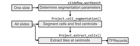 Cell Segmentation — Slideflow 220 Documentation