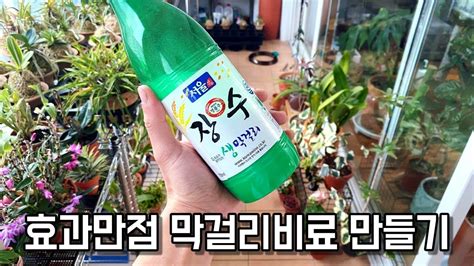 막걸리비료 만들기 대박 효과좋은 천연비료 막걸리비료 만드는 방법 Youtube