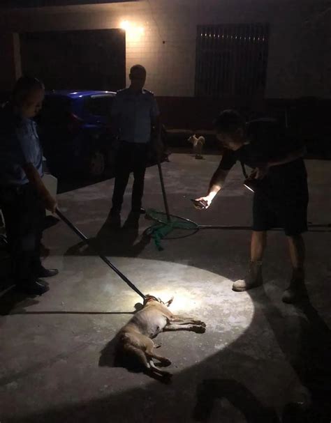 遇到疯狗咬人怎么办？警方：请牢记5个自救法则→时刻红网