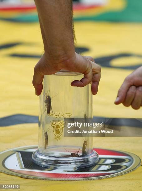 Cockroach Racing Photos And Premium High Res Pictures Getty Images