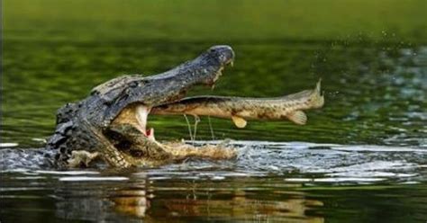 운 없는 물고기 점프 후 들어간 곳이 하필 악어 입 속