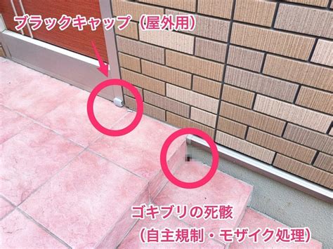 ブラックキャップ 置き方 ゴキブリ ブラックキャップ 置き場所 Baobz