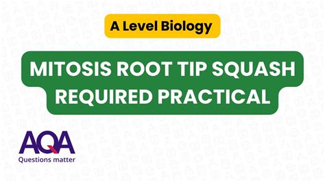 Mitosis Root Tip Squash Required Practical A Level Biology Youtube
