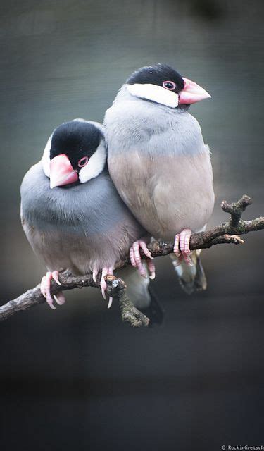 Java Sparrows Heavenly In Love And Content Pretty Birds Beautiful