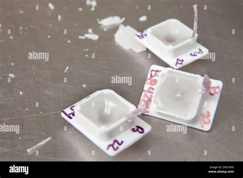 Preparation Of Paraffin Blocks Containing Biopsy Tissue For Sectioning Pathology Laboratory