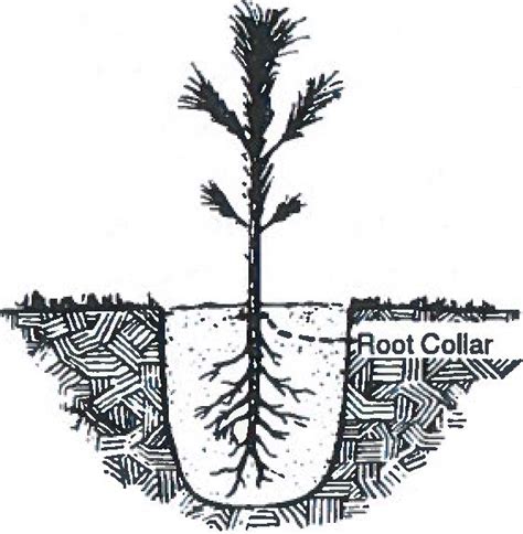Planting And Care Of Tree Seedlings Fact Sheet Extension
