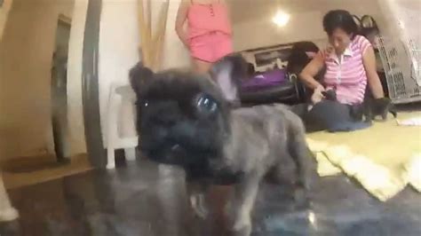 Francesitos 2014 Youtube