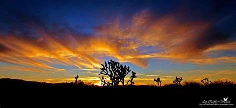 Mojave Desert One Hour North Of La Antelope Valley Lancaster